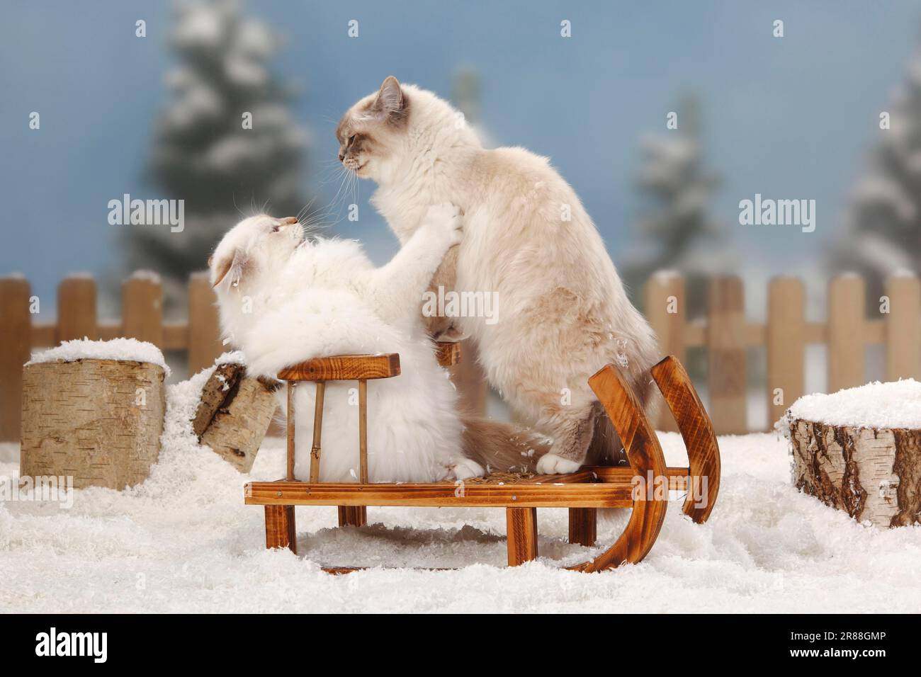 Birman cats, pair, chocolate-tabby-point and blue-tabby-point, holy ...
