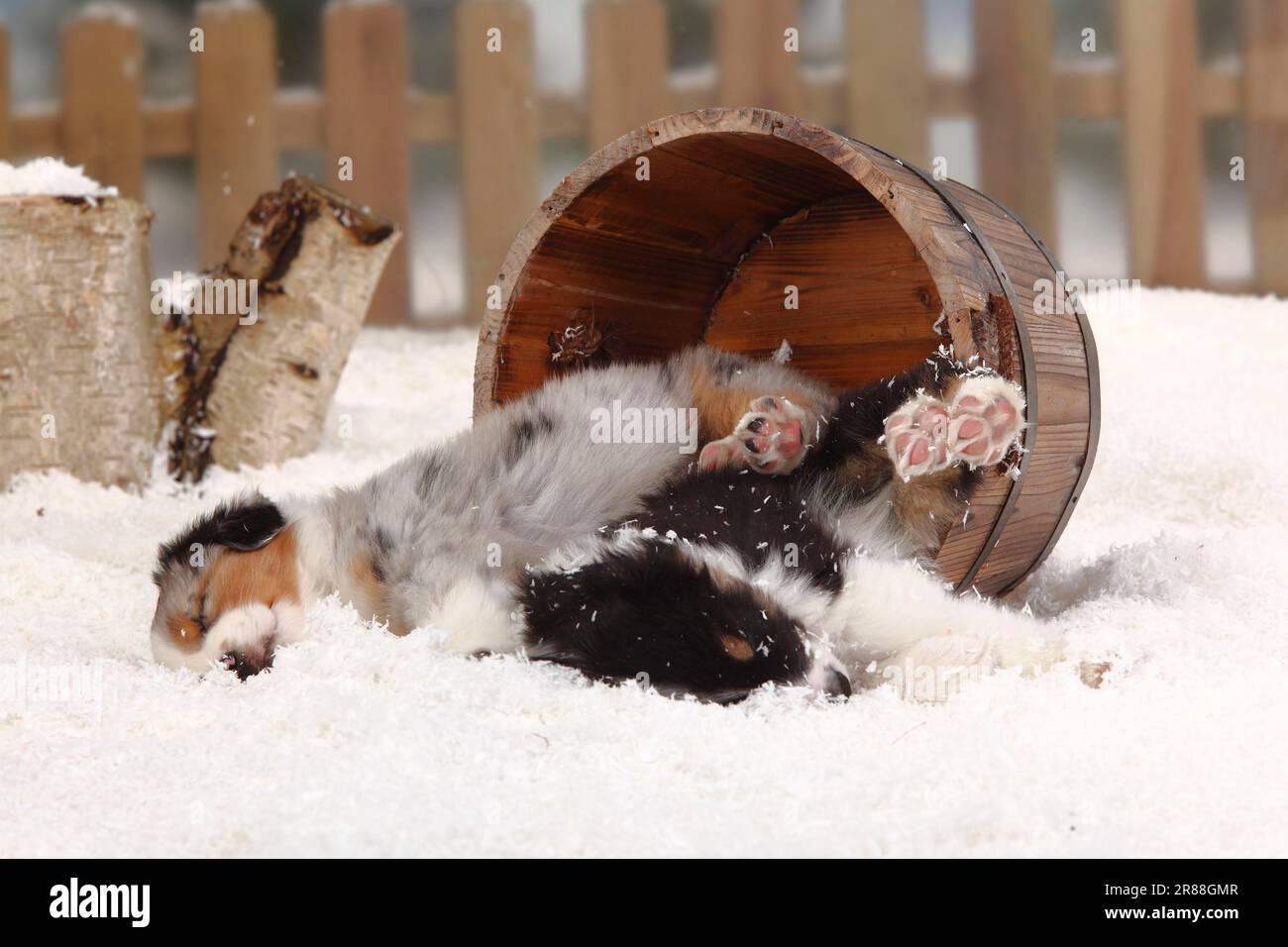 Australian Shepherd, black-tri and blue-merle, puppies, 6 weeks Stock ...
