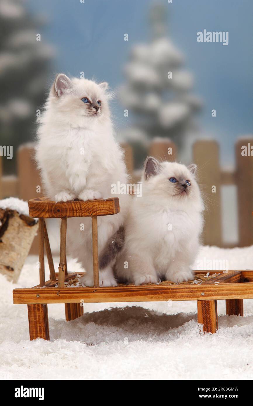 Holy burma cat hi-res stock photography and images - Alamy