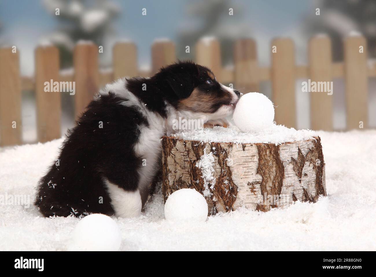 Australian Shepherd, black-tri, puppy, 6 weeks, snowball Stock Photo ...