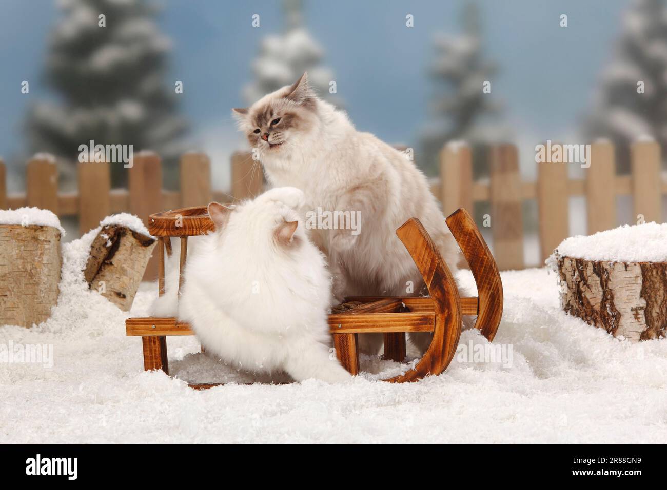 Birman cats, pair, chocolate-tabby-point and blue-tabby-point, holy ...