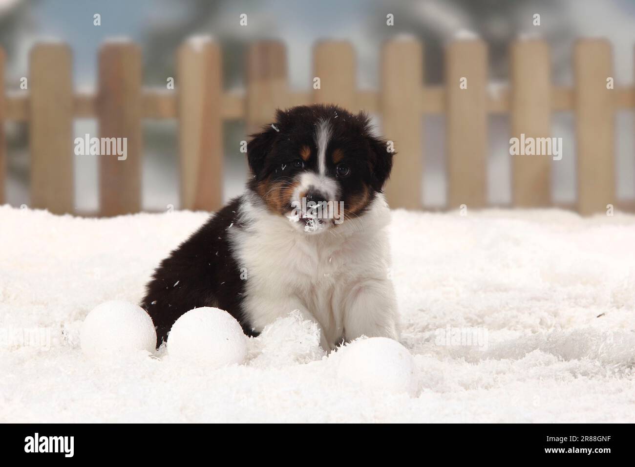 Snowballs snowball hi-res stock photography and images - Alamy