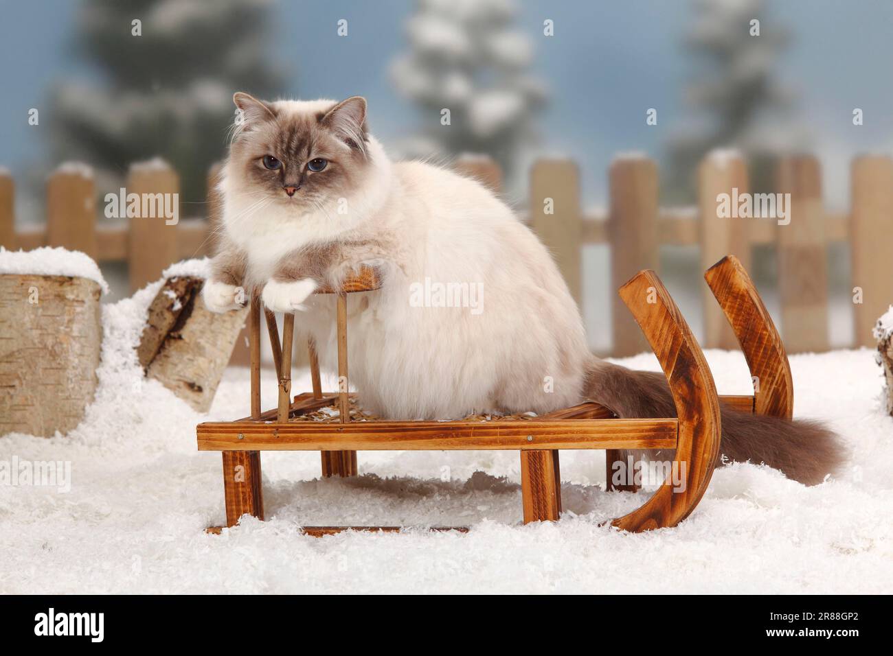 Sacred cat of Burma, blue-tabby-point, Burma, sledge Stock Photo - Alamy