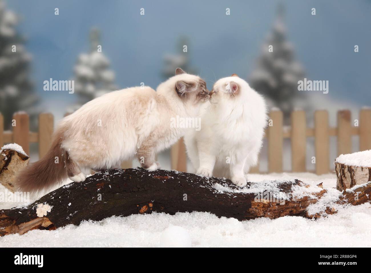 Birman cats, pair, blue-tabby-point and chocolate-tabby-point, Sacred ...