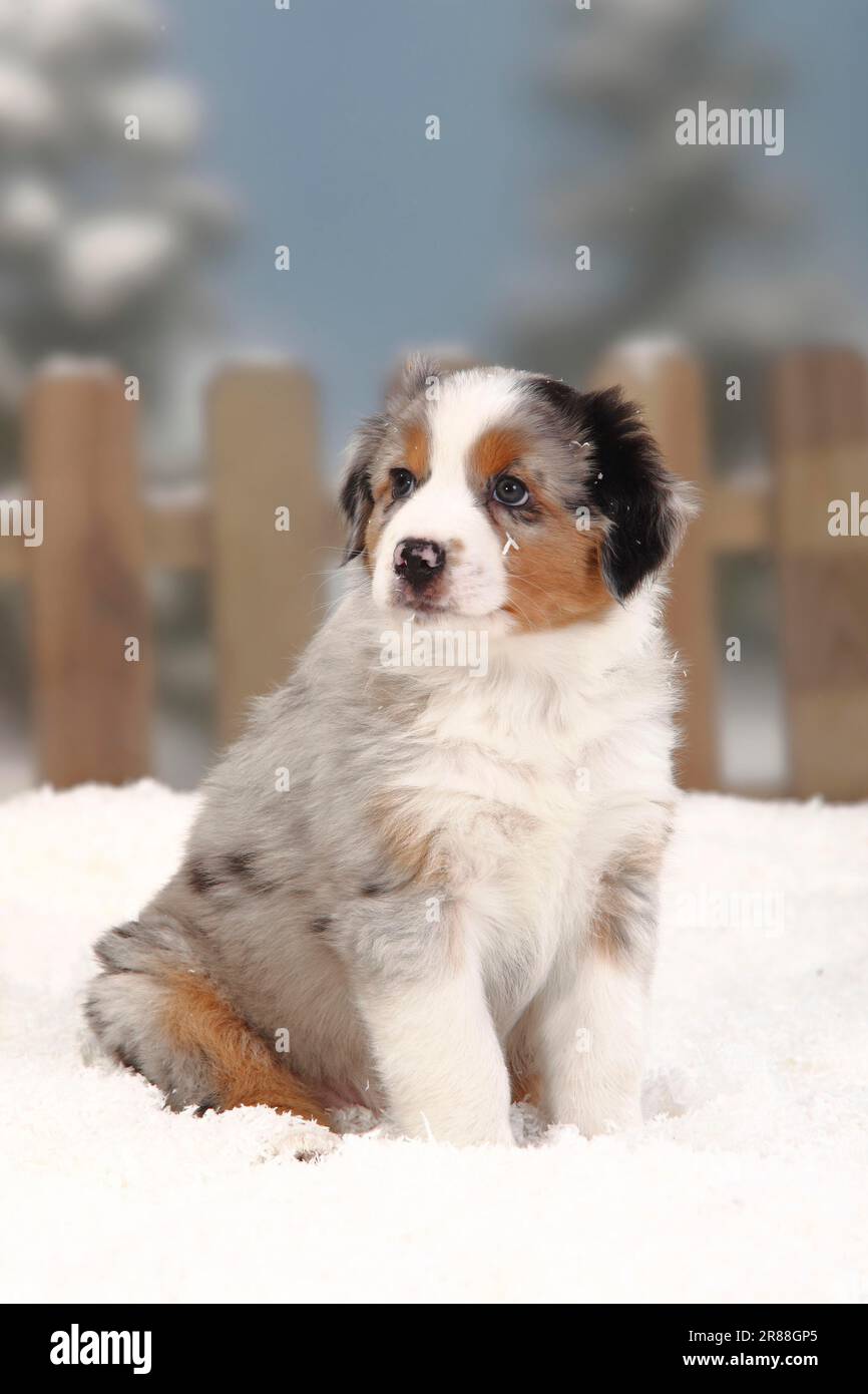 Australian Shepherd, blue-merle, puppy, 6 weeks Stock Photo - Alamy