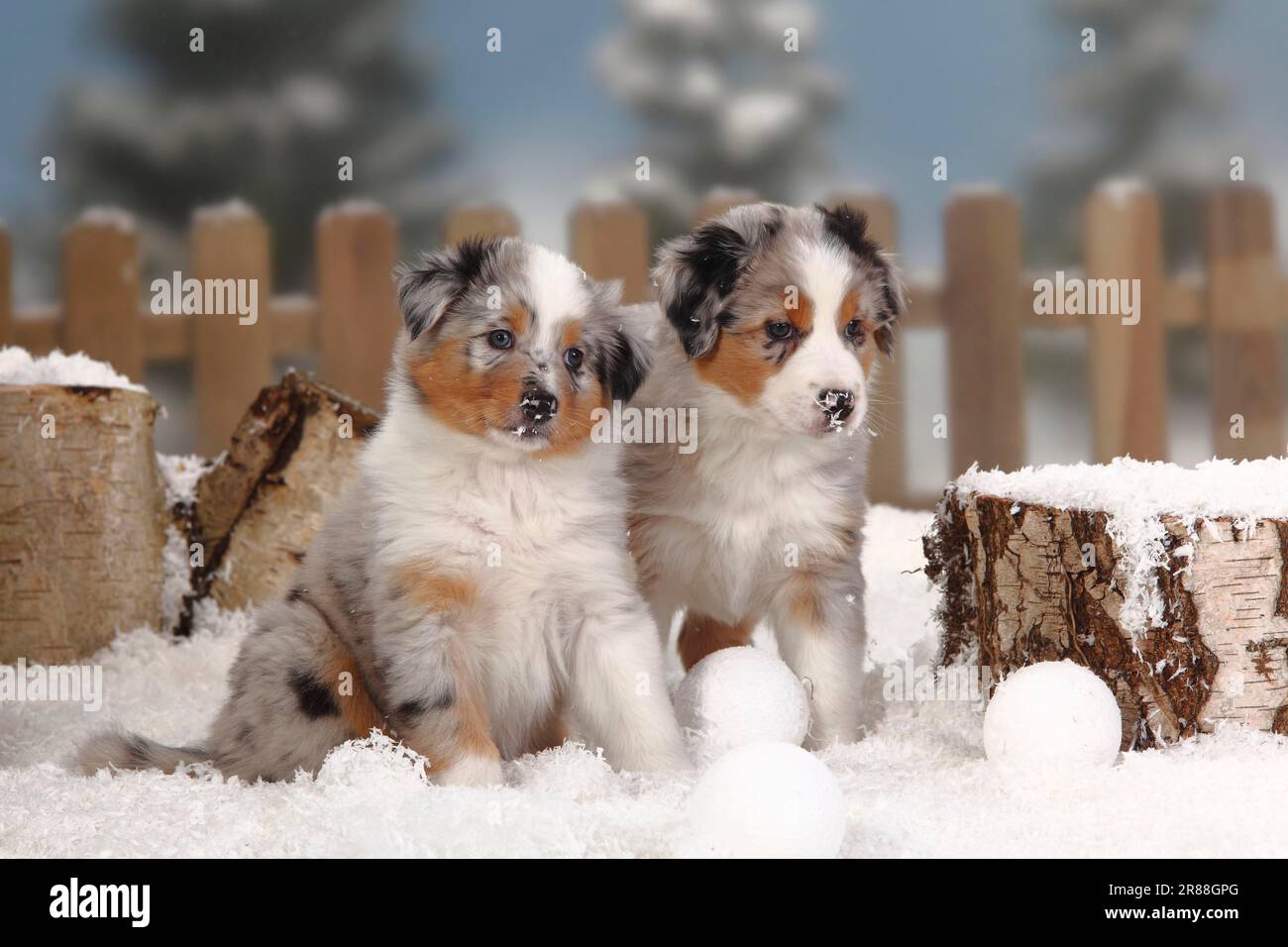 Australian Shepherd, blue-merle, puppies, 6 weeks, snowball, snowballs ...
