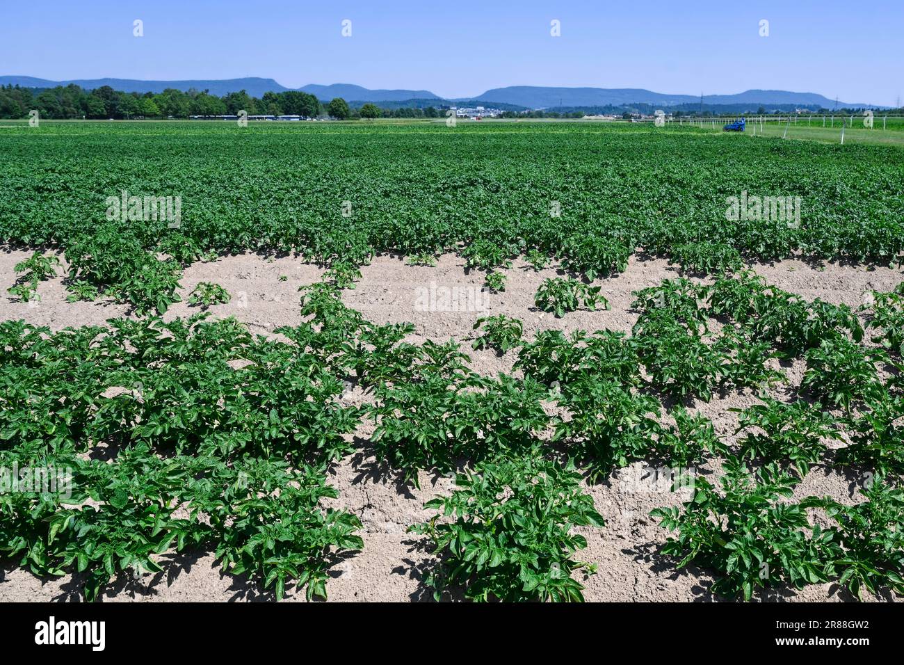 How to harvest potato hi-res stock photography and images - Alamy