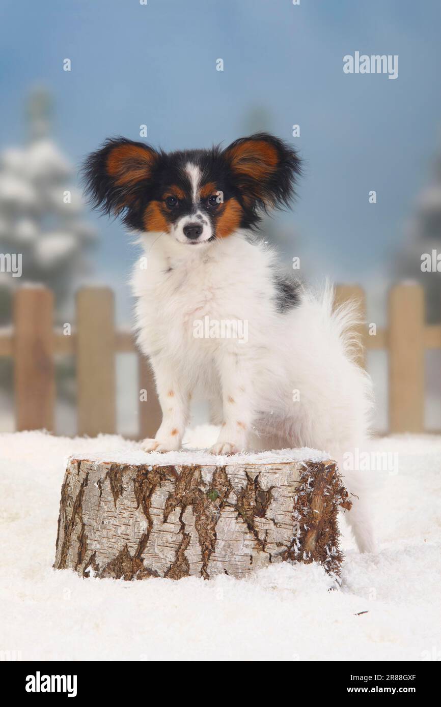 Puppy ear hi-res stock photography and images - Alamy