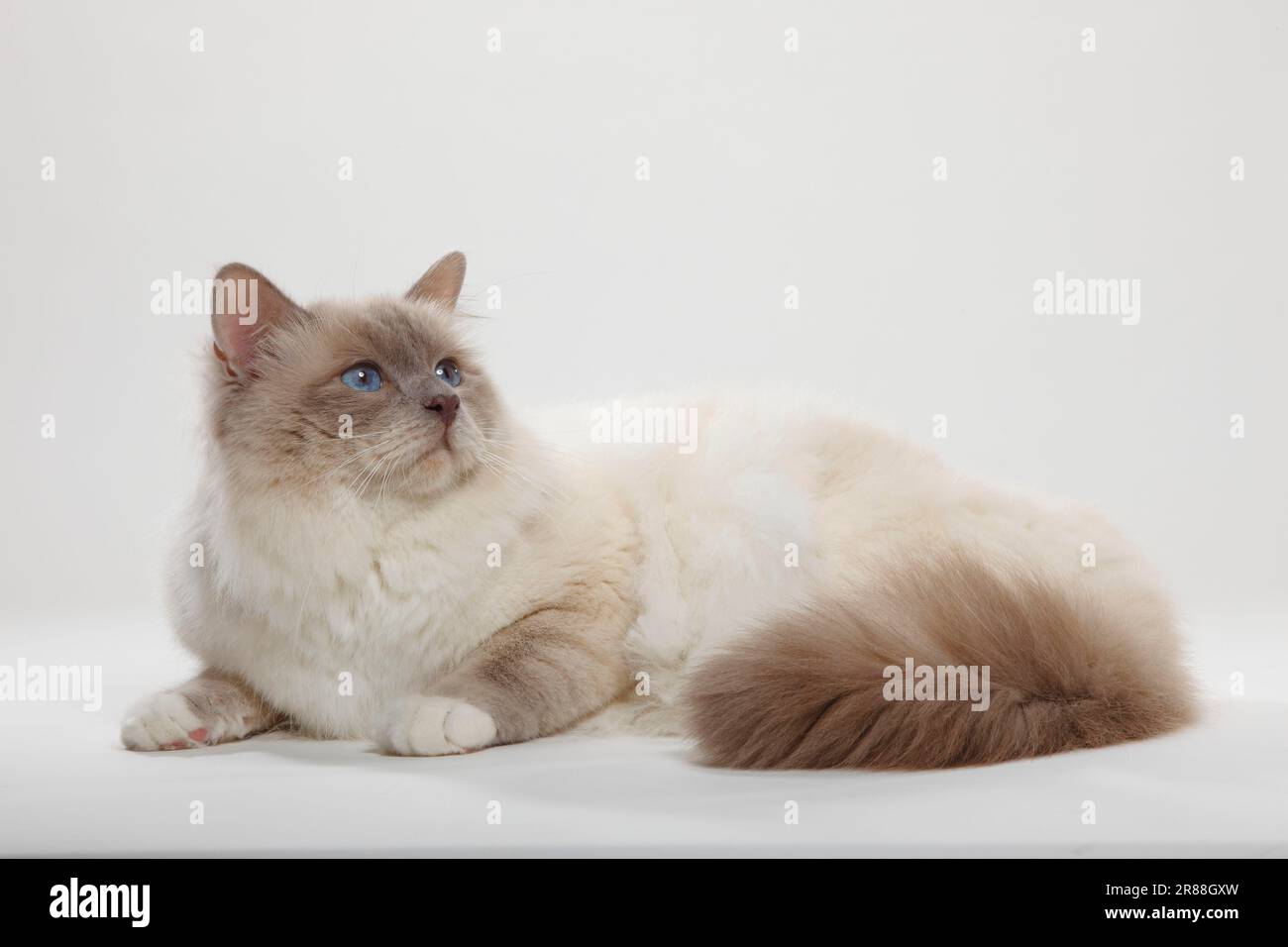 Lilac point birman cat hi-res stock photography and images - Alamy