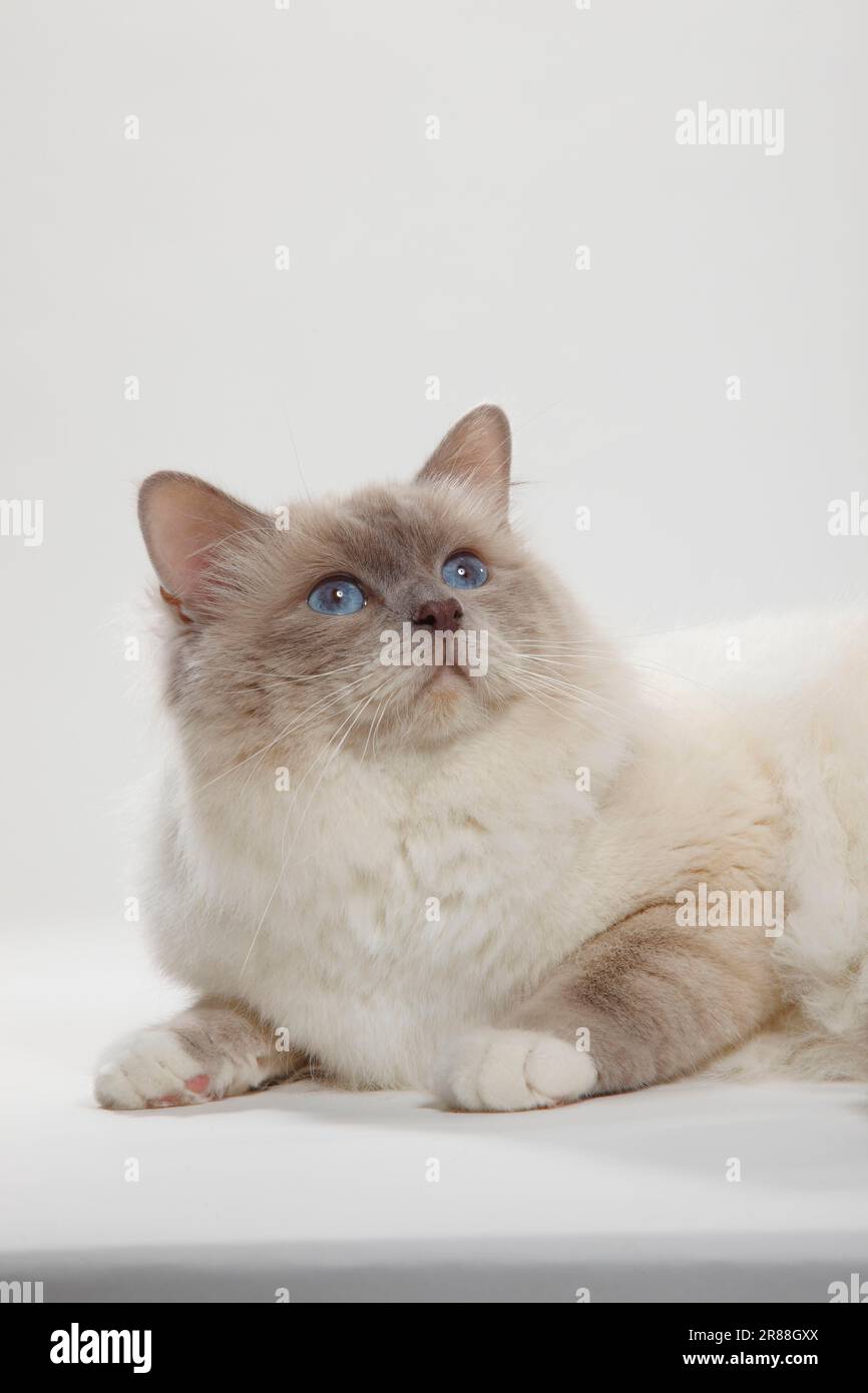 Lilac point birman cat hi-res stock photography and images - Alamy