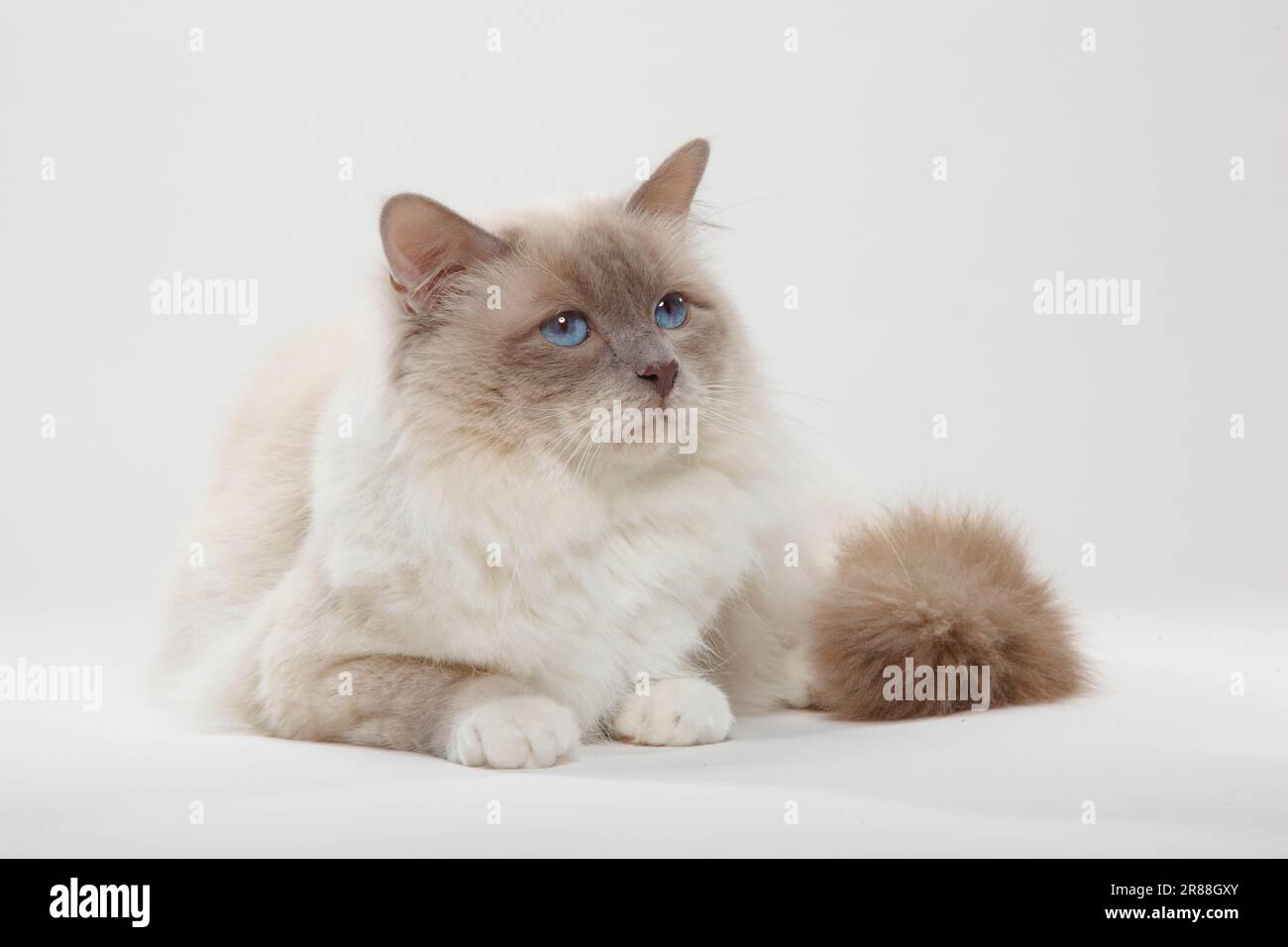 Lilac point birman cat hi-res stock photography and images - Alamy