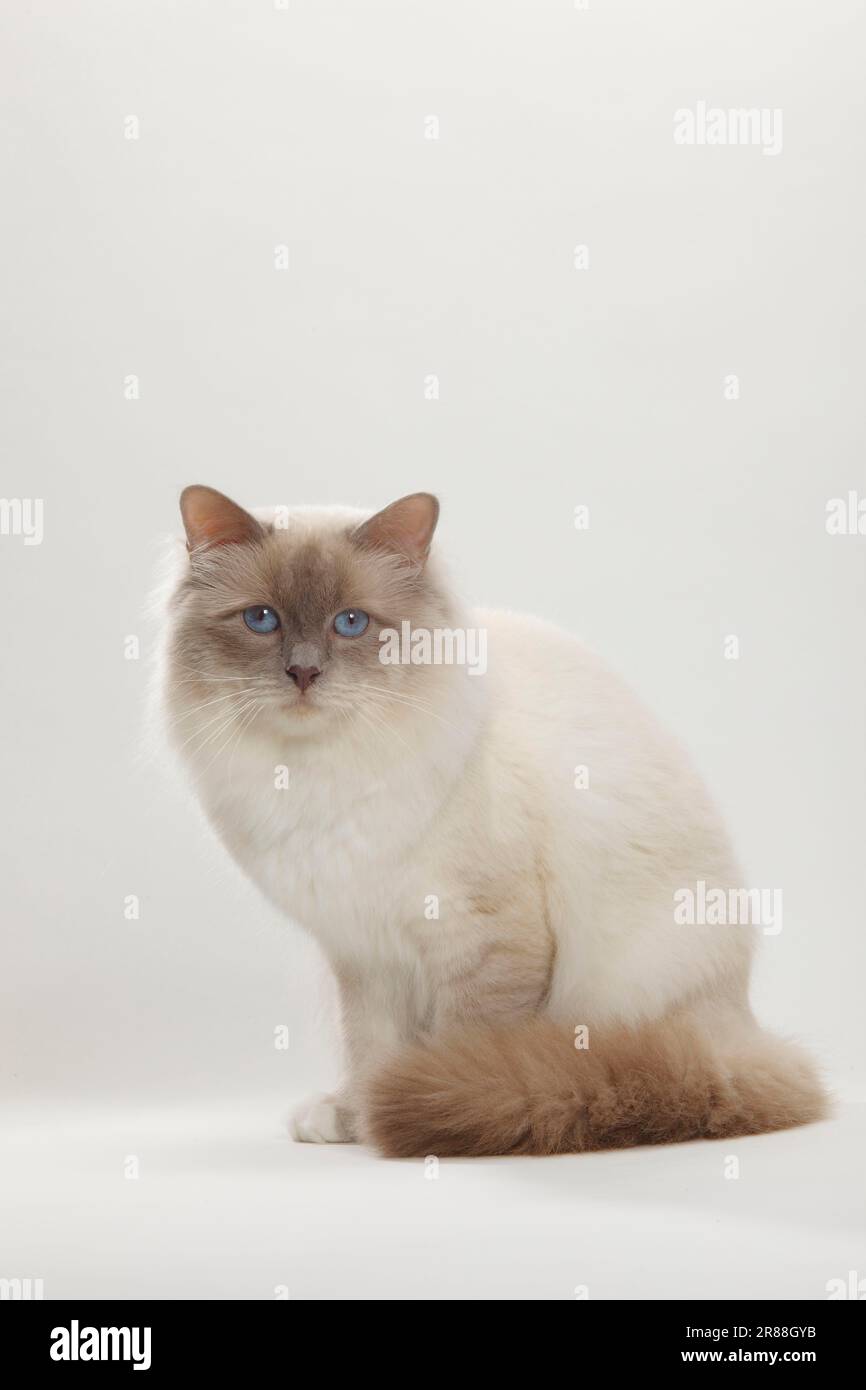 Lilac point birman cat hi-res stock photography and images - Alamy