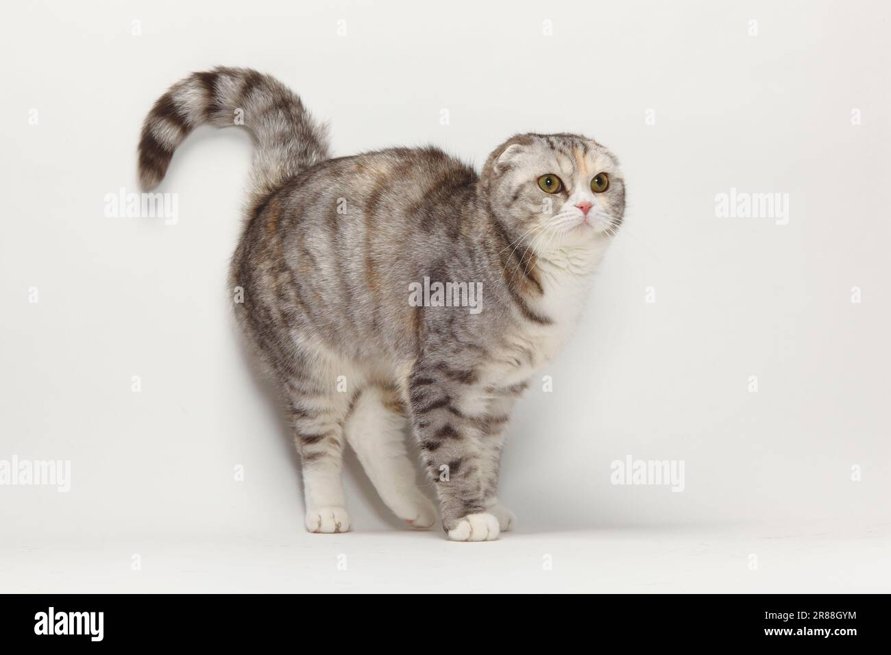 Scottish Fold, Scottish Fold Eared Cat, Humpback Stock Photo - Alamy