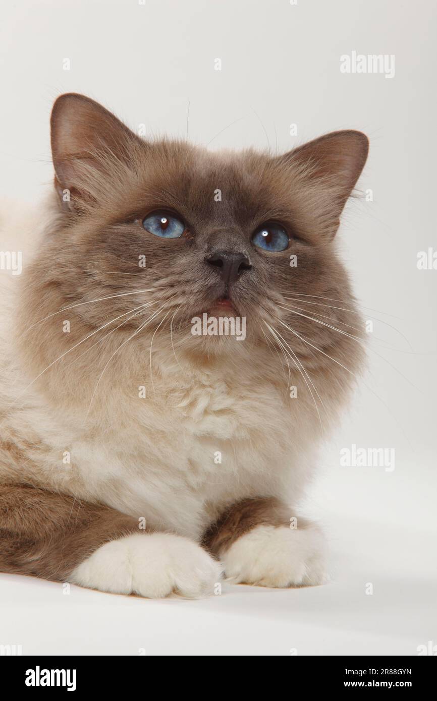 Sacred Cat of Burma, Blue Point, Male, Burma Stock Photo - Alamy