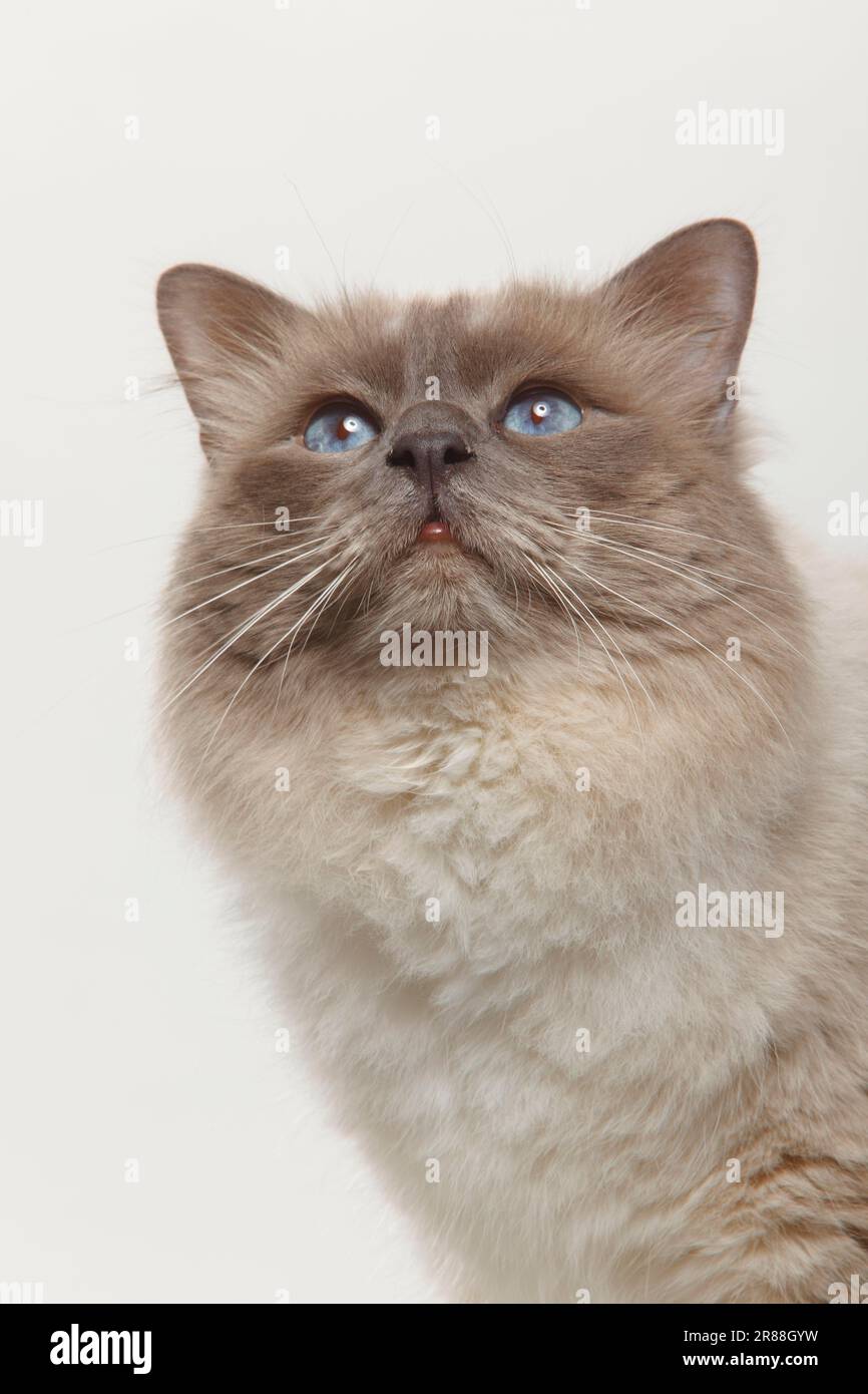 Sacred Cat of Burma, Blue Point, Male, Burma Stock Photo - Alamy