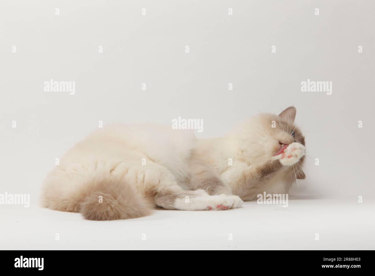 Lilac point birman cat hi-res stock photography and images - Alamy