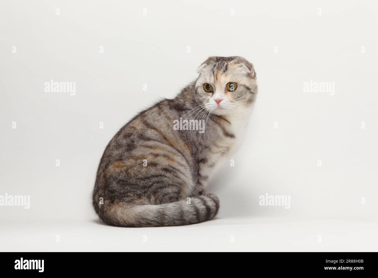 Scottish Fold, Scottish fold ear cat, lateral Stock Photo - Alamy