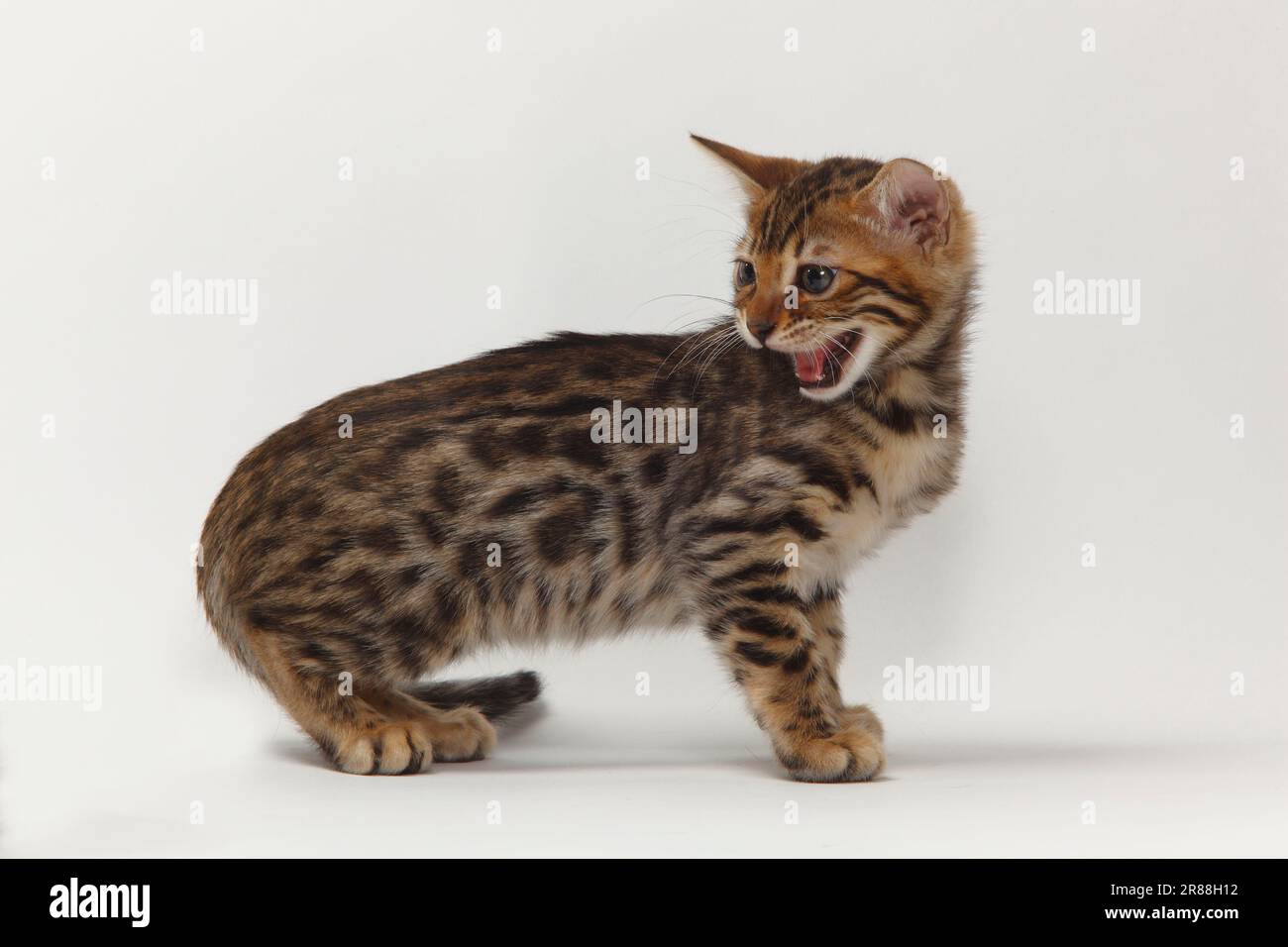 Hiss weeks hi-res stock photography and images - Alamy