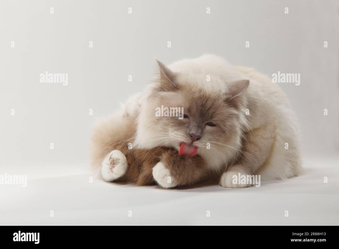 Lilac point birman cat hi-res stock photography and images - Alamy