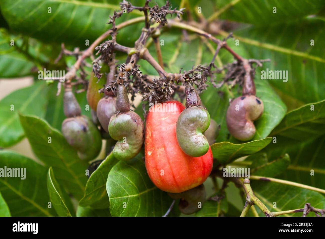 Cashew tree (Anacardium occidentale) fruit, Kenya Stock Photo - Alamy