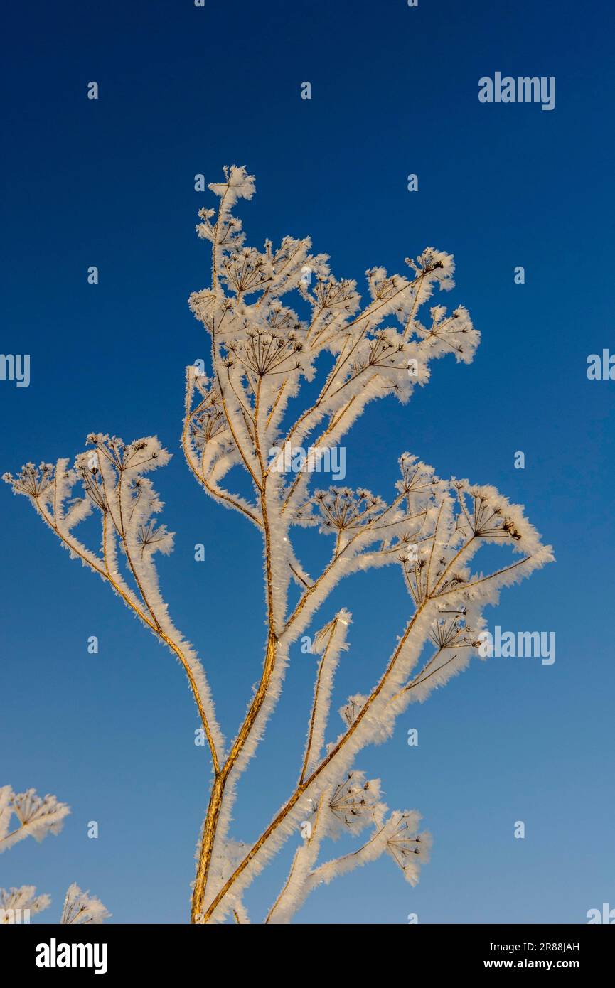 Northern yarrow hi-res stock photography and images - Alamy