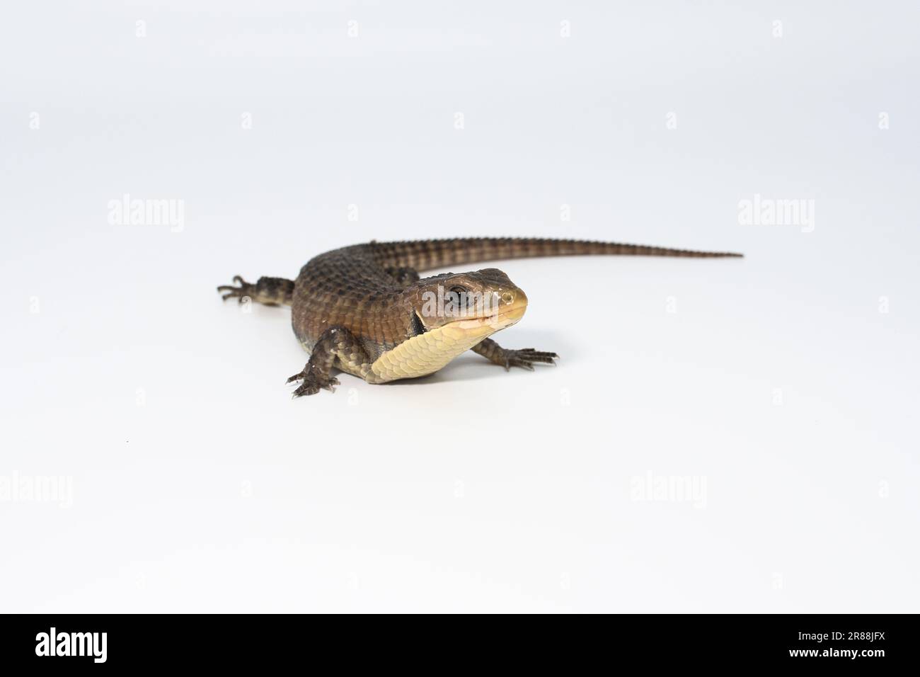 Sudan plated lizard hi-res stock photography and images - Alamy