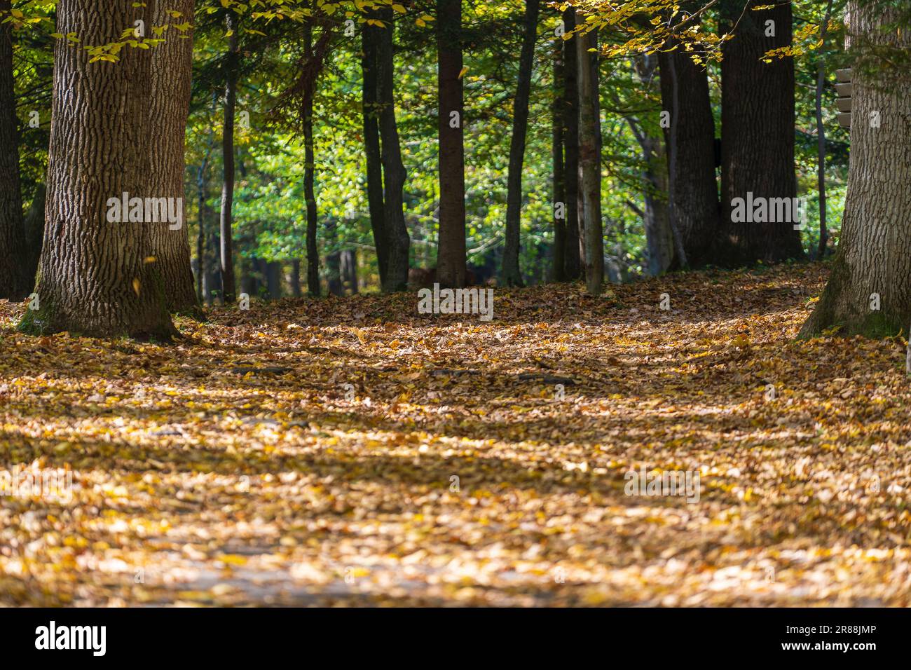 Autumn forest road leaves fall in ground landscape on autumnal ...