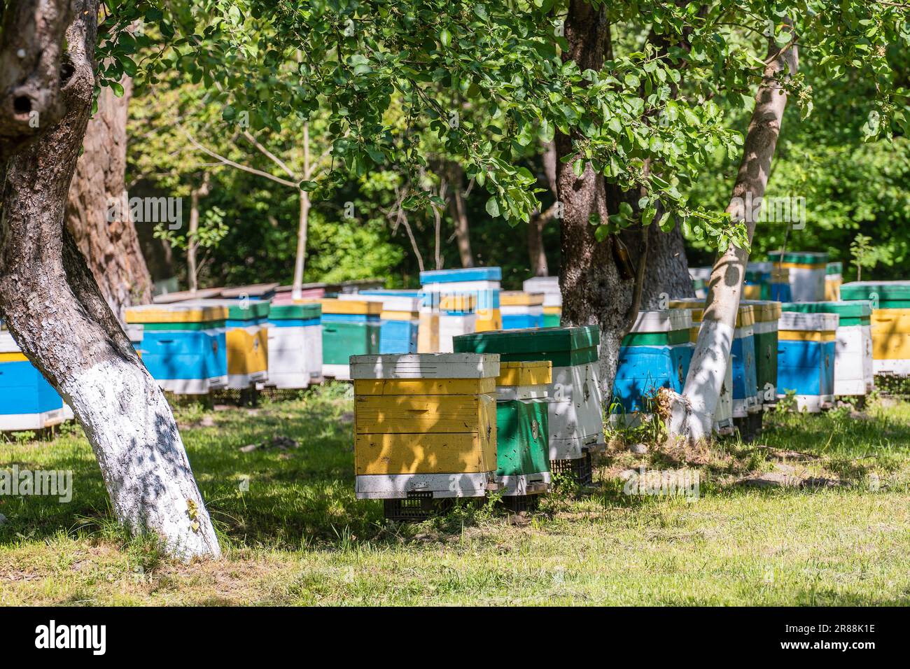 Many set of wooden beehive in the spring garden in the apiary to ...