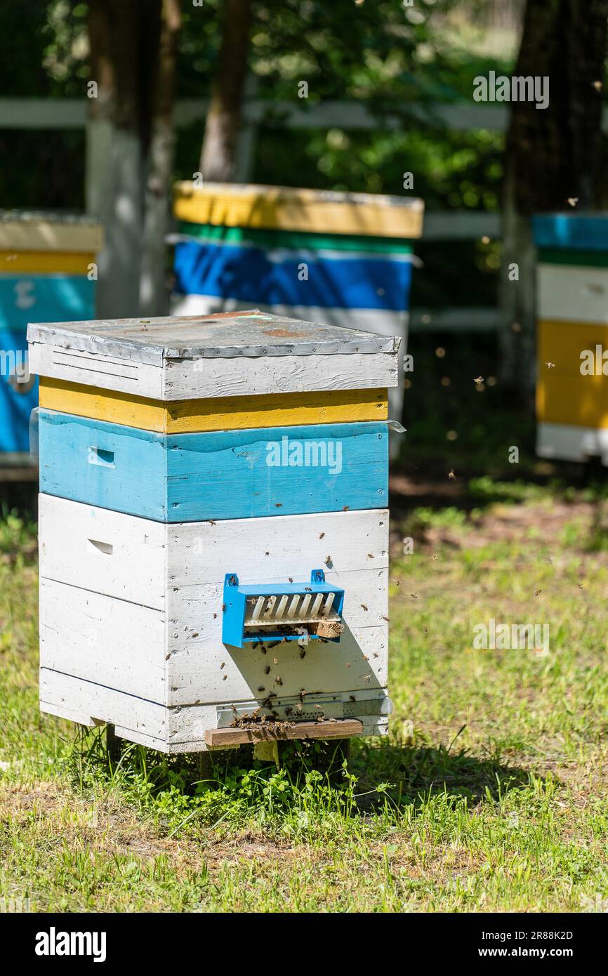 Small entrance to the bee hive hi-res stock photography and images - Alamy