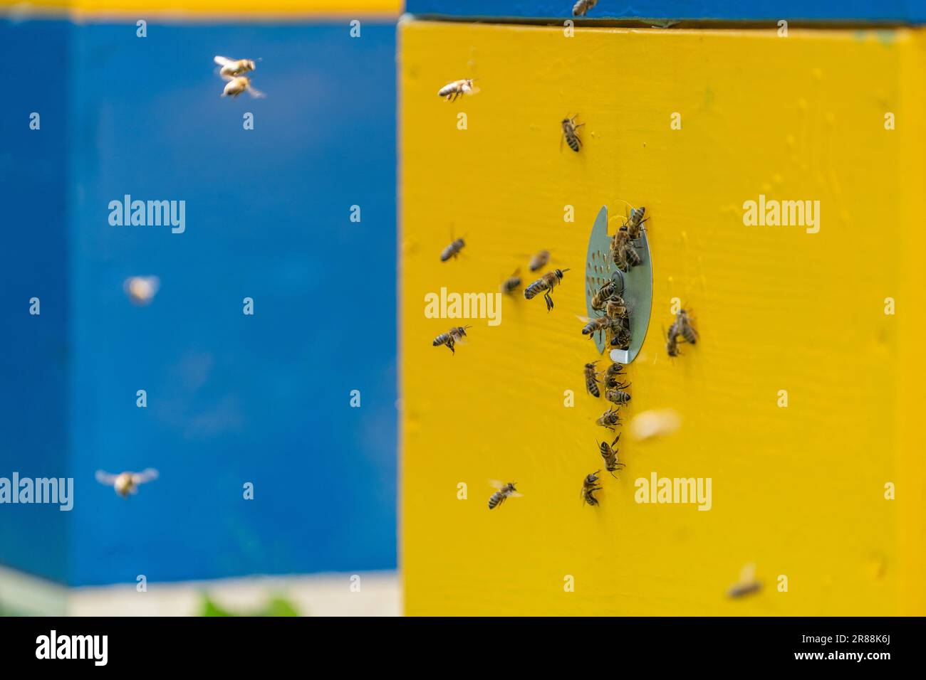 Honey bees fly next to the bee hive in the apiary to collect honey ...