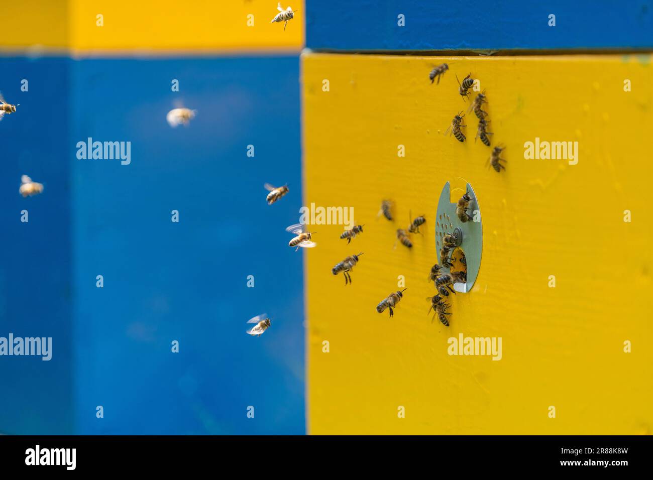 Honey bees fly next to the bee hive in the apiary to collect honey ...
