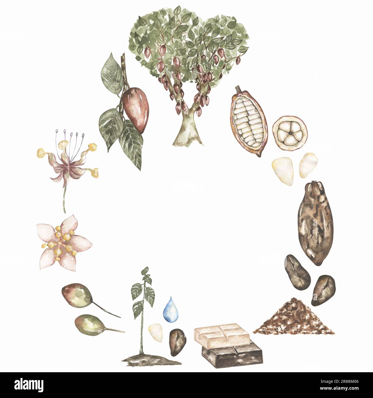 Watercolor vintage life cycle poster with cacao pod and leaves. Old ...