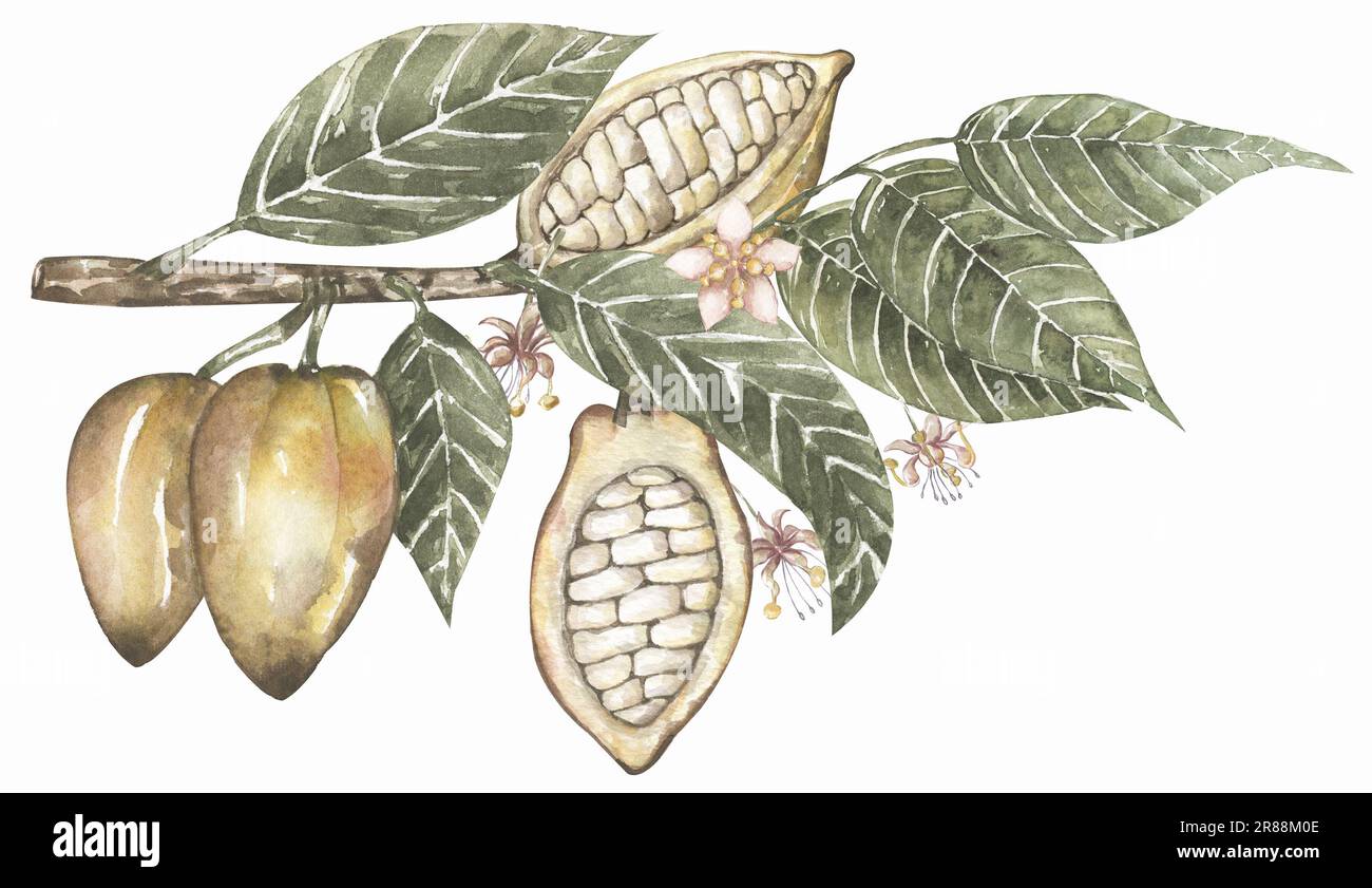 Bouquet with cocoa pods, beans, flower and leaves illustration. Hand ...