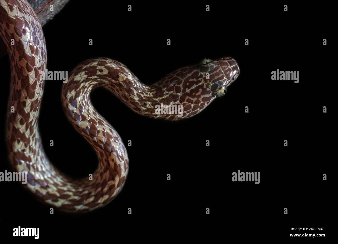 Cross Barred Tree Snake Stock Photo - Alamy