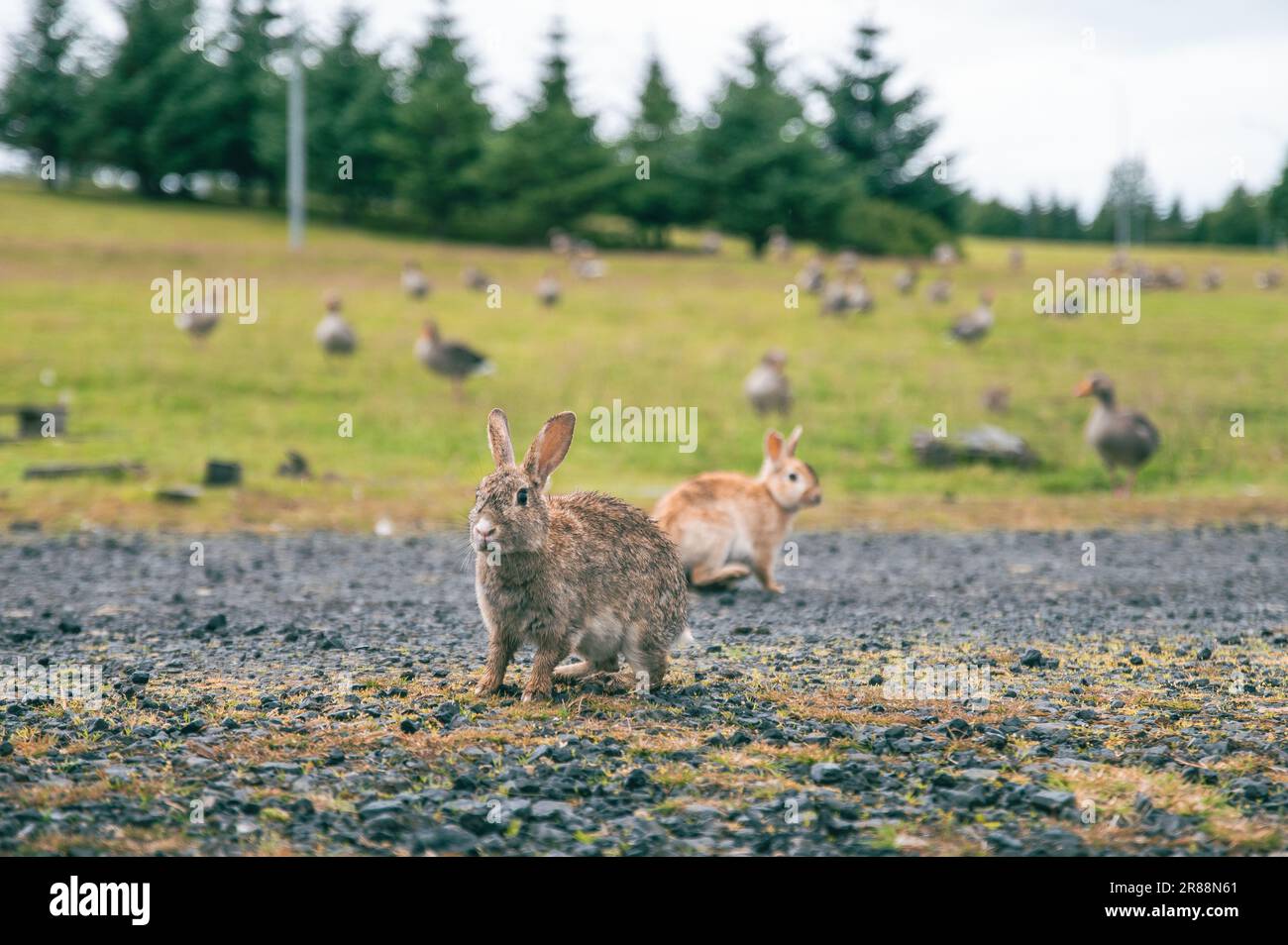 Rabbit iceland hi-res stock photography and images - Alamy