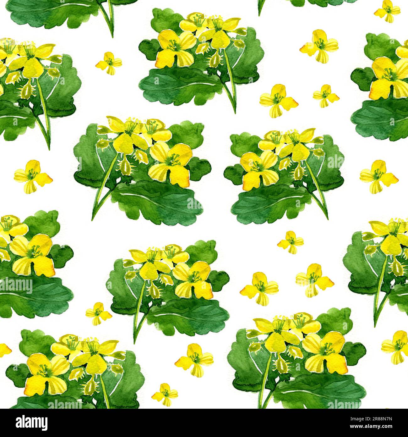 watercolor celandine Botanical pattern on a white background Stock ...