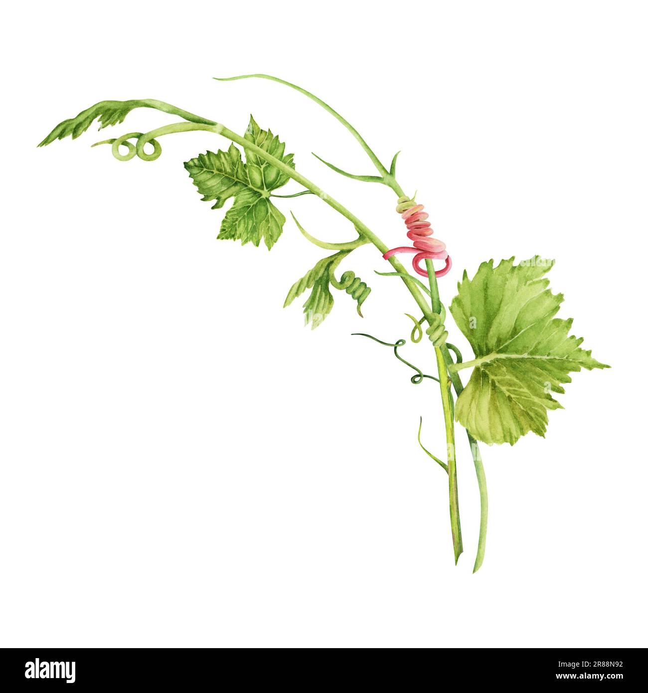 Grape branch with green leaves and tendrils isolated on white background. Hand drawn watercolor ...