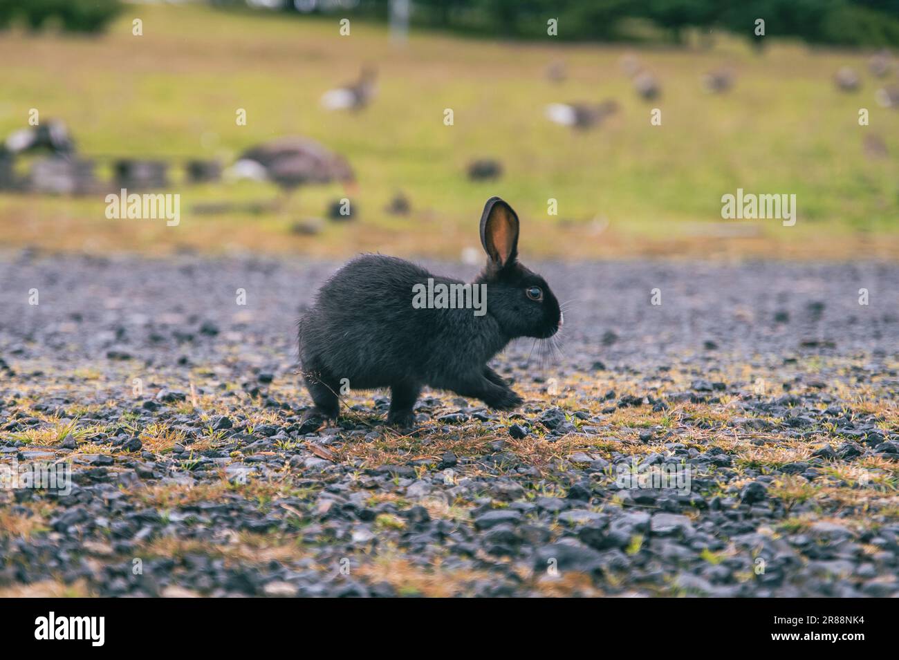 Rabbit iceland hi-res stock photography and images - Alamy