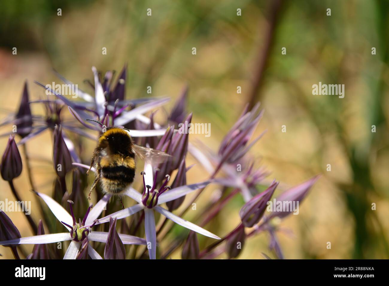bumble bees extracting pollen Stock Photo - Alamy