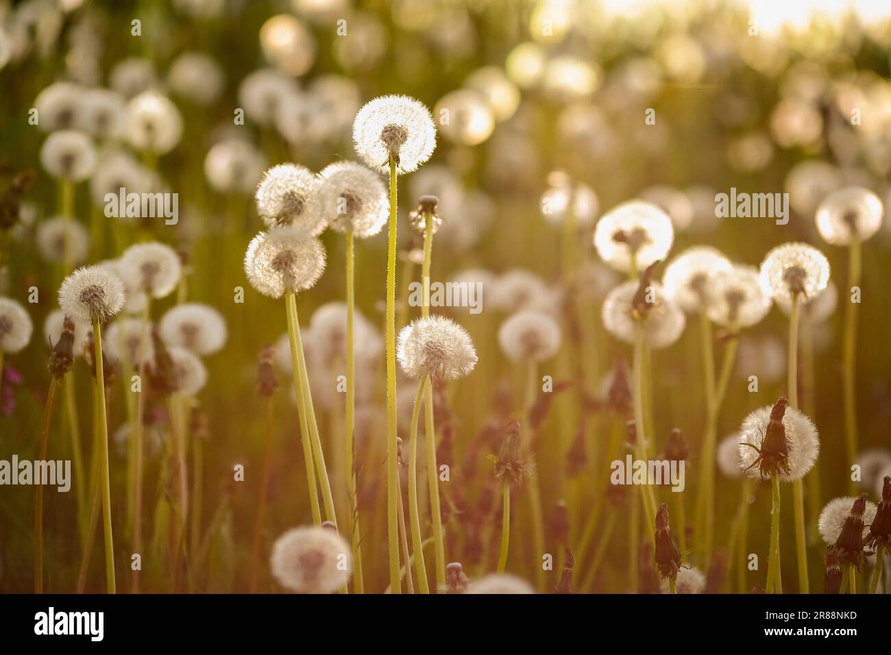 Summer background with dandelions on the meadow and sunset Stock Photo ...