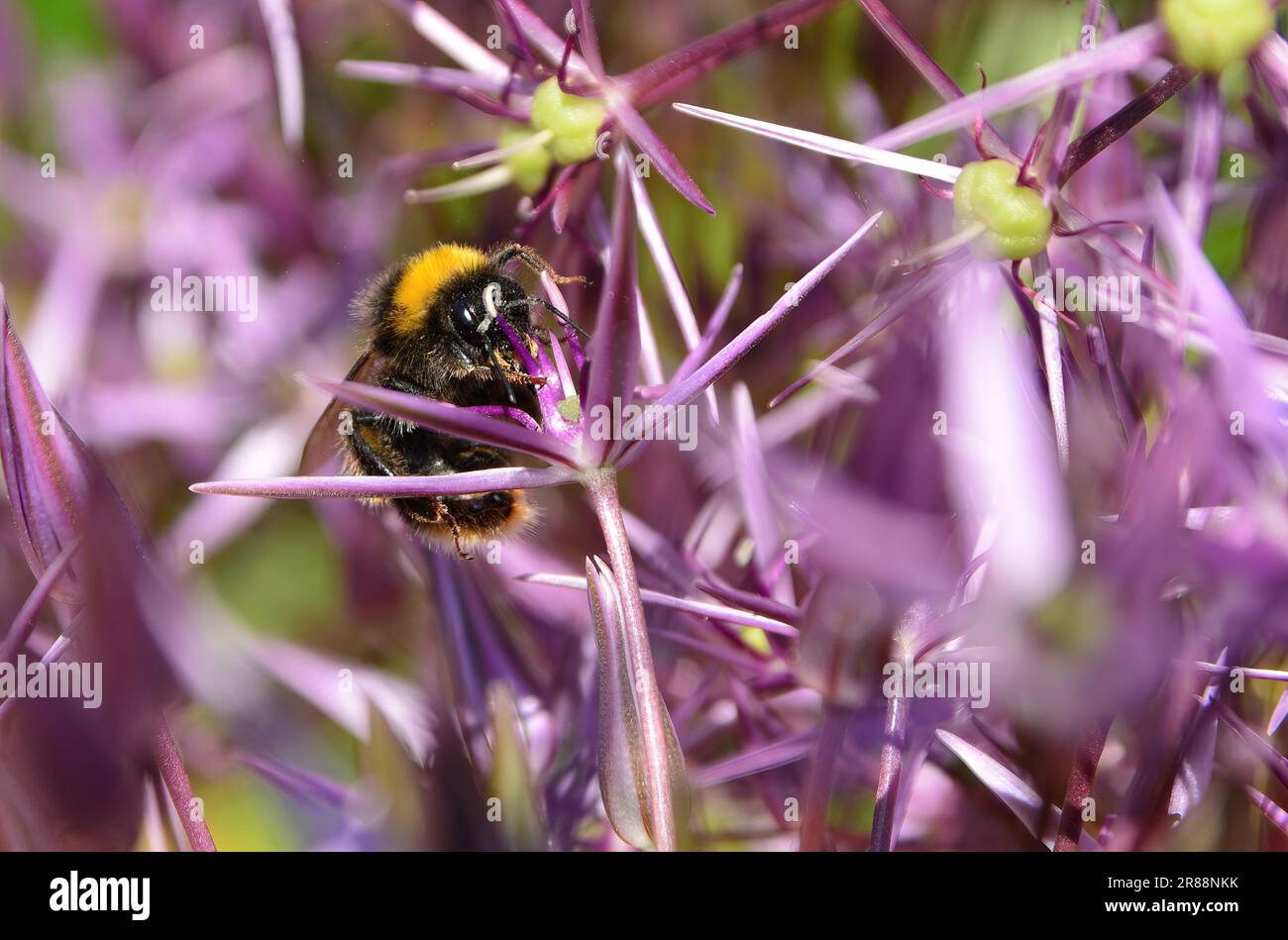 Extracting beeswax hi-res stock photography and images - Alamy