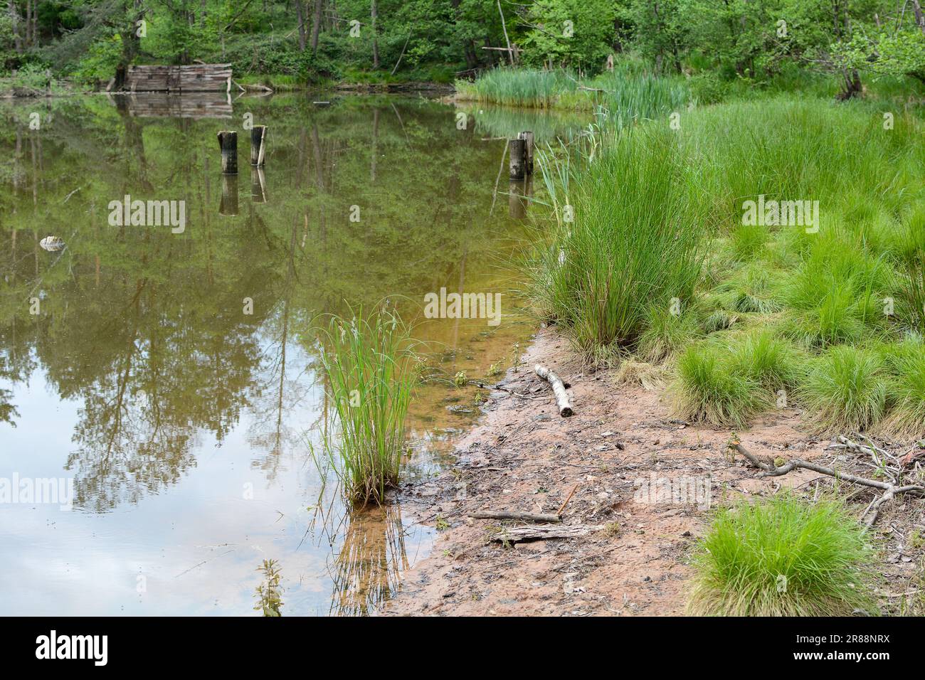 Shore at a small lake with wooden posts in the water and reflection of ...