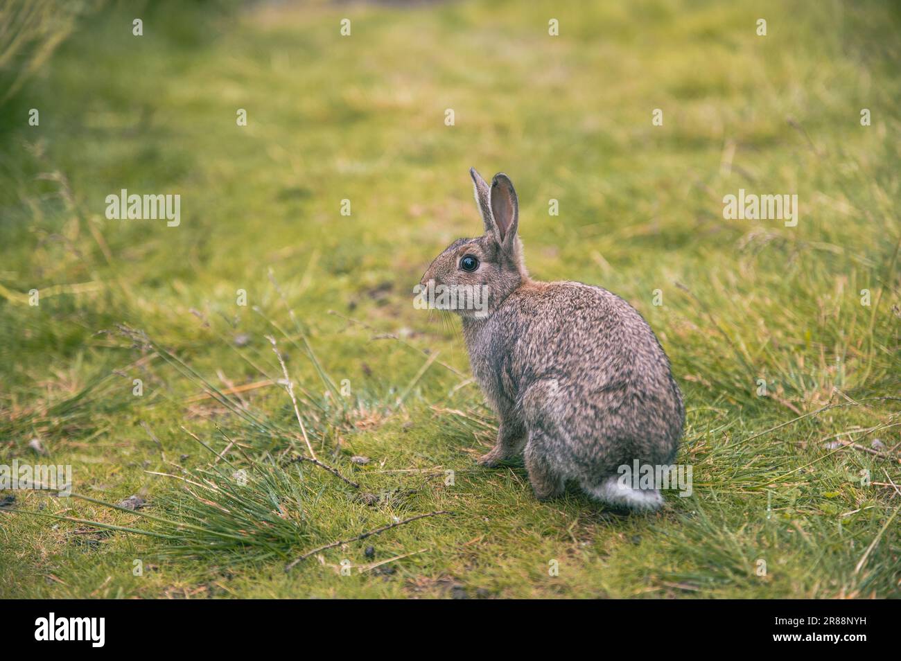 Rabbit iceland hi-res stock photography and images - Alamy