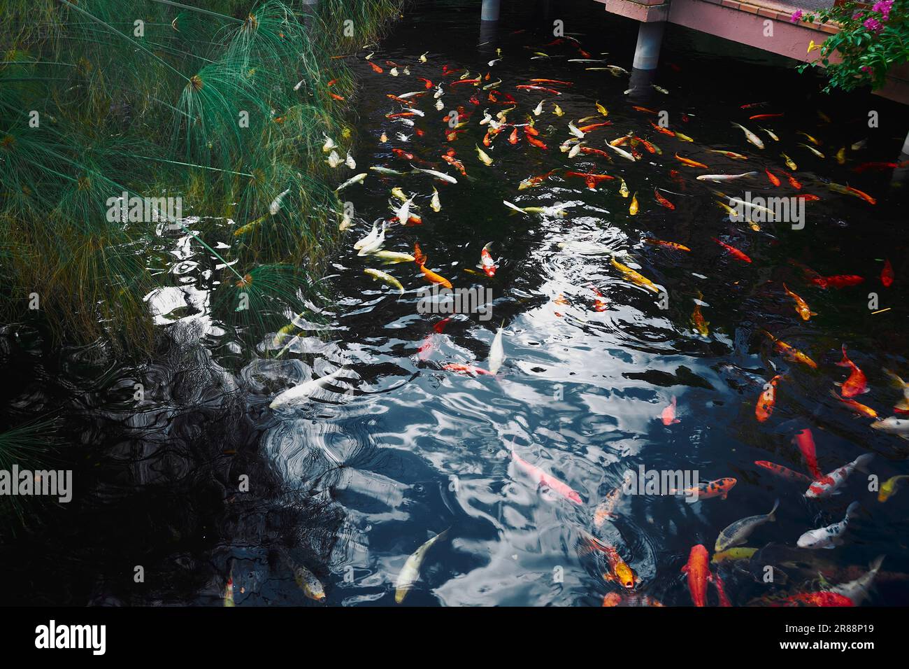 Large number of koi fish swimming in an artificial pond with a ...
