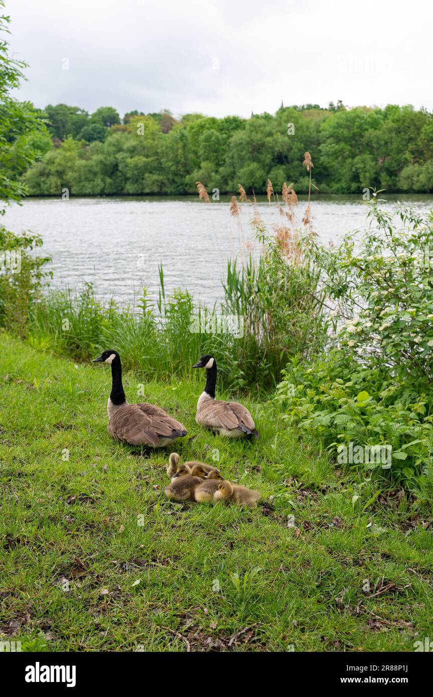 Family of Canada Geese (Branta canadensis), goslings cuddling with ...