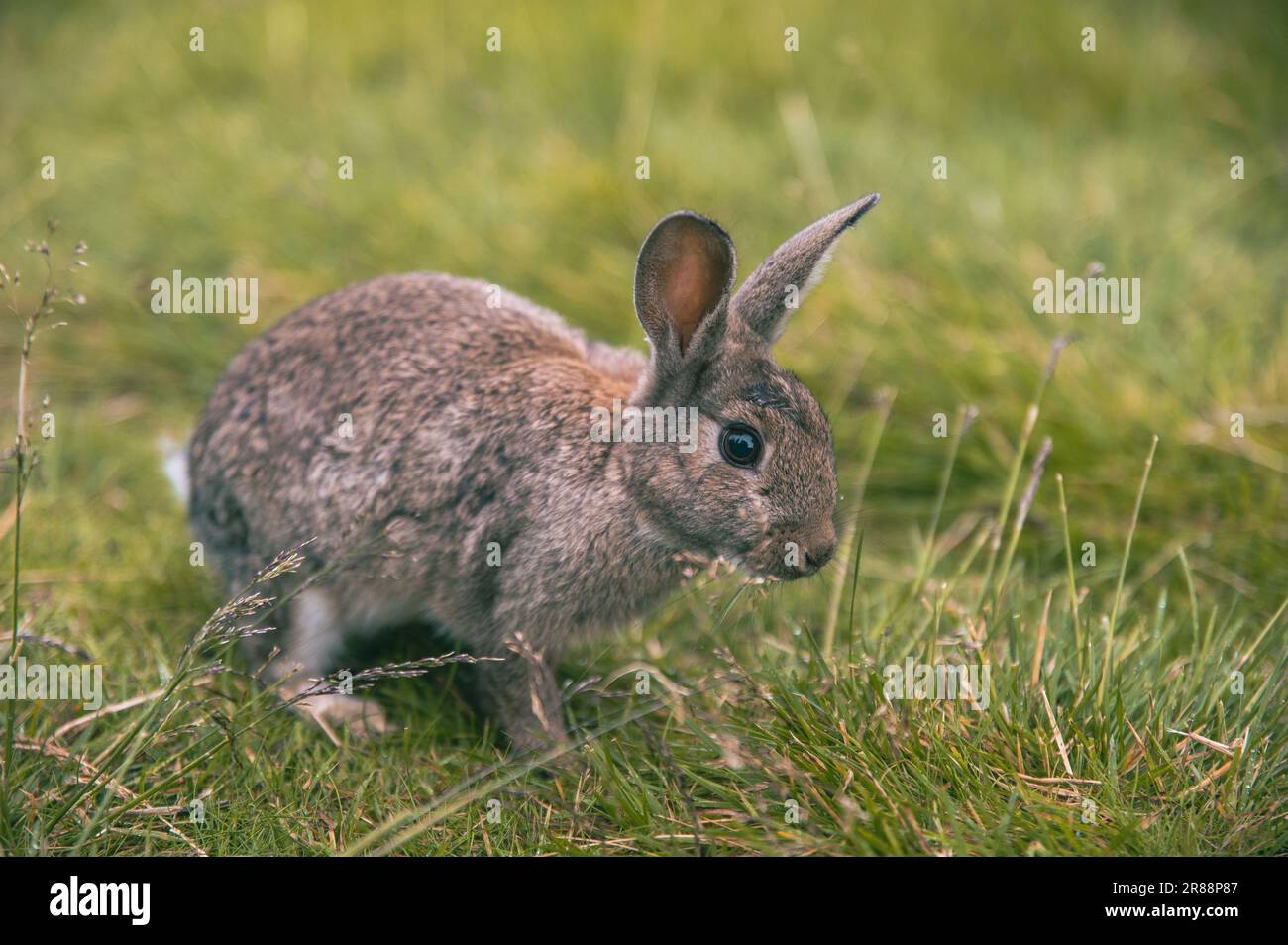 Rabbit iceland hi-res stock photography and images - Alamy