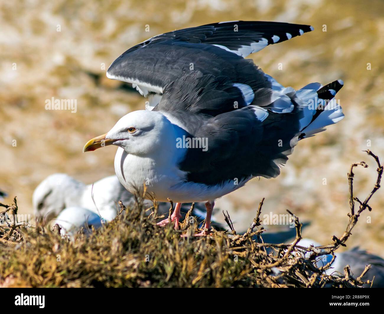 A seagull spreading its wings Stock Photo - Alamy