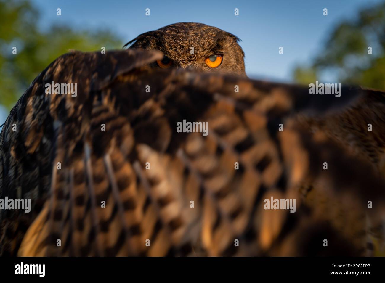 Owl with spread wings hi-res stock photography and images - Alamy
