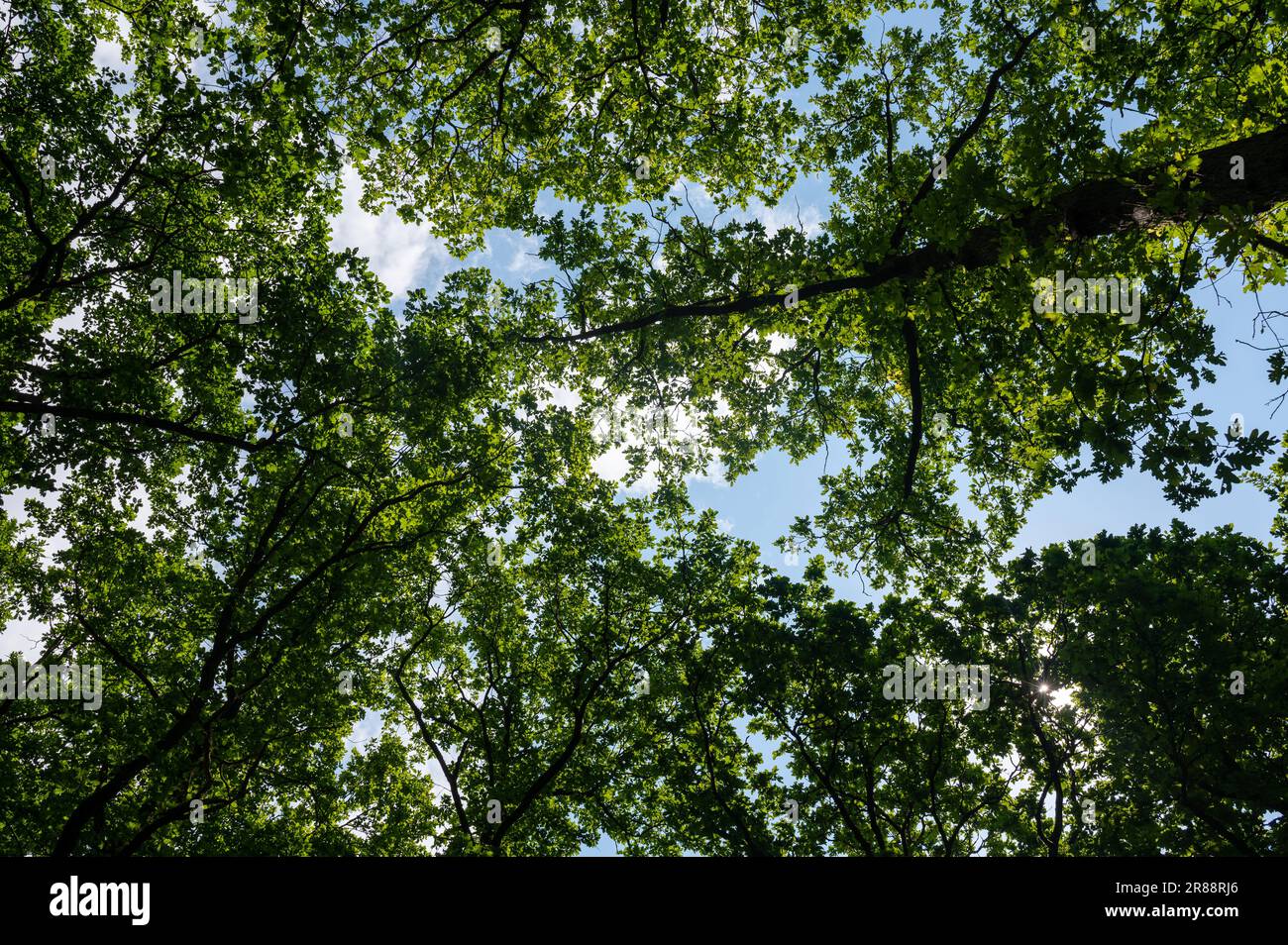 Looking up into the treetops hi-res stock photography and images - Alamy