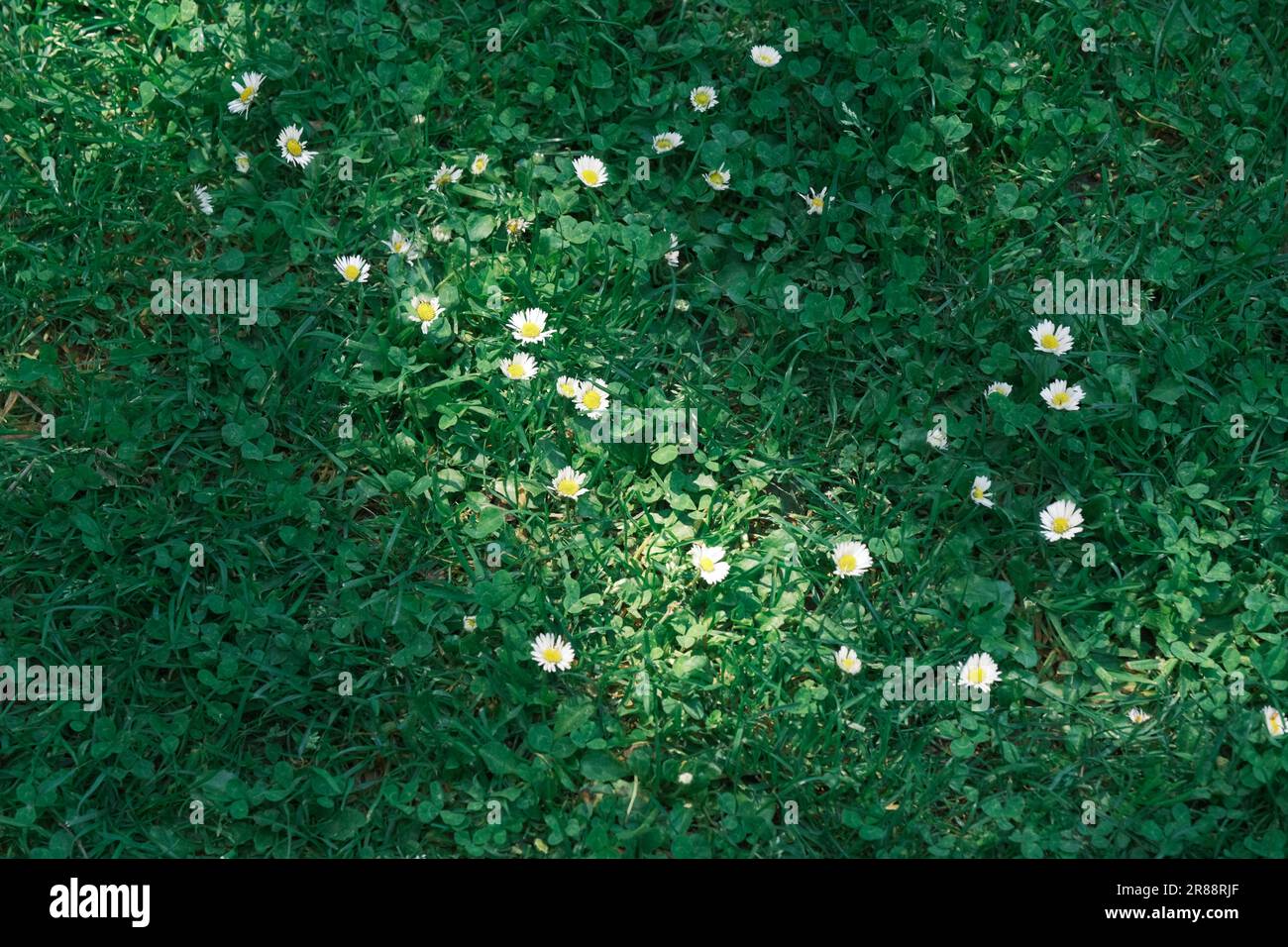The small daisies growing in the field Stock Photo - Alamy